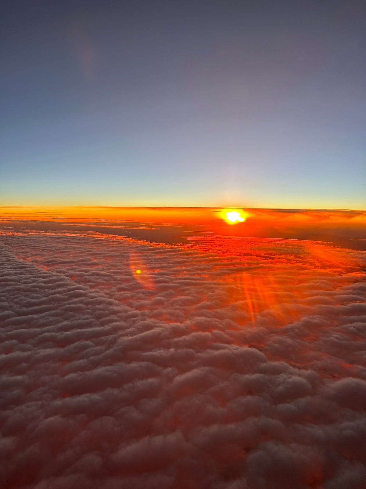 The Phoenix Phenomenon. Your wings will bring you out of the… | by ...