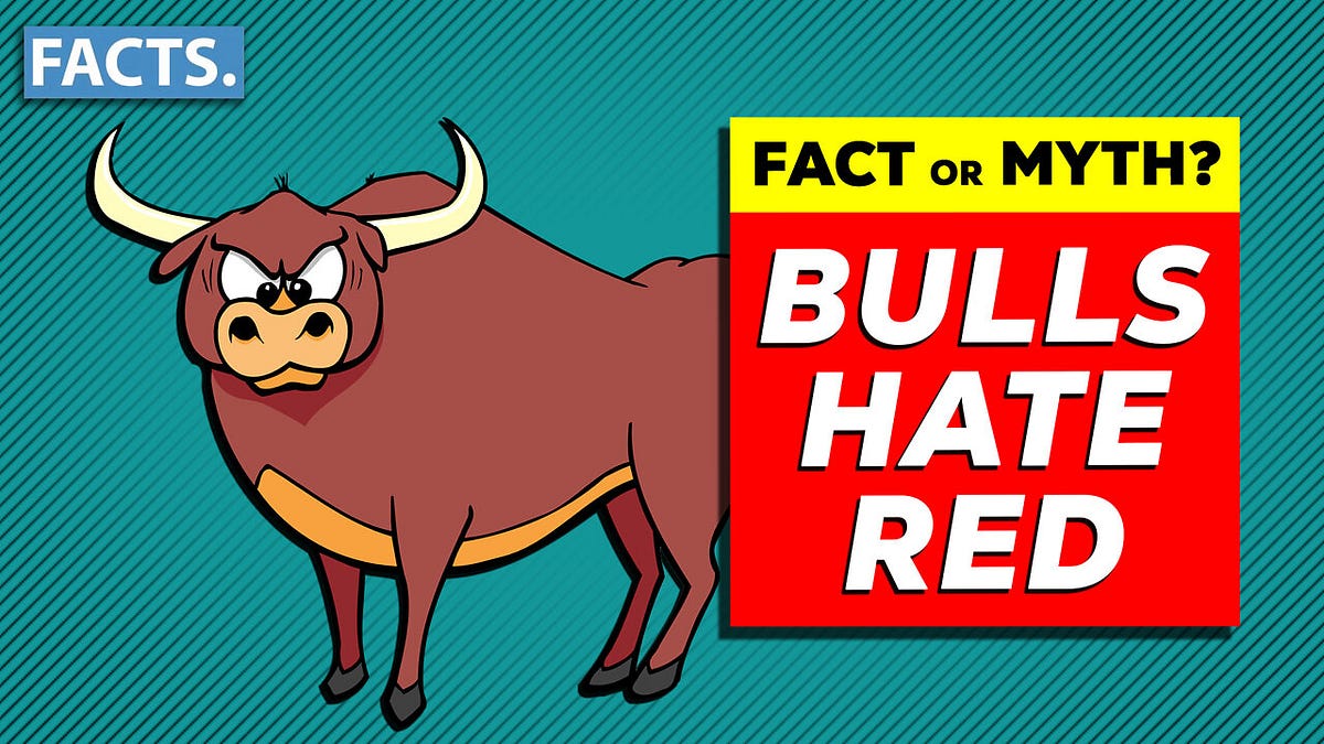 Charging Bulls and Red Capes: A Closer Look at the Myth | by Ranuka ...