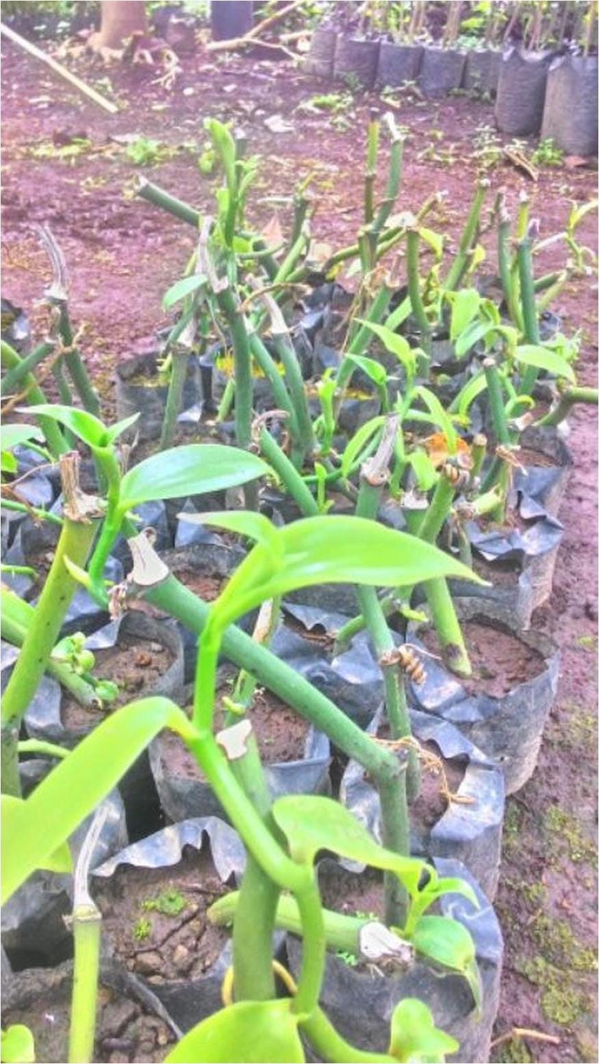 Bibit Stek Vanili 3 Ruas Planivolia Vanilla Sukoharjo Berkualitas | by ...