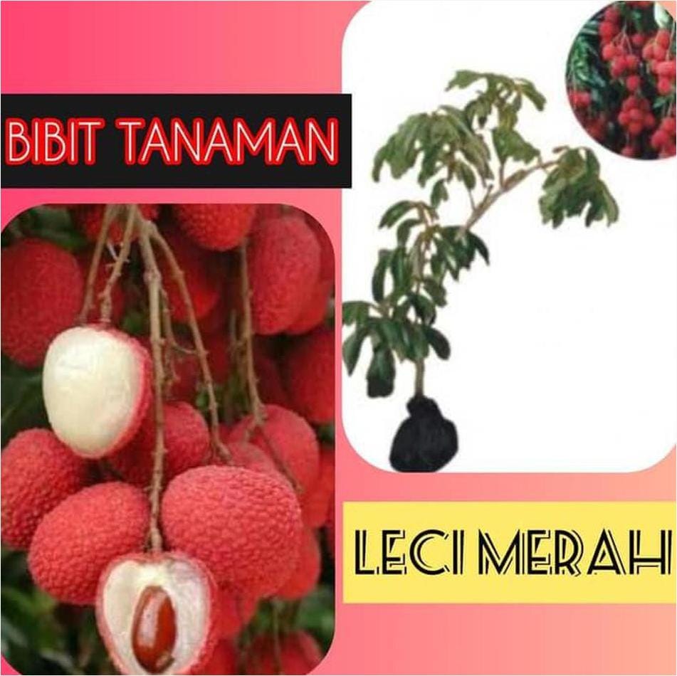 Bibit Tanaman Leci Merah Bagus Kota Surakarta (Solo) Berkualitas | by ...