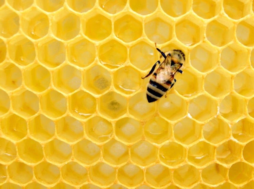Bee colony and human civilization | by @joinLivelihood | Medium