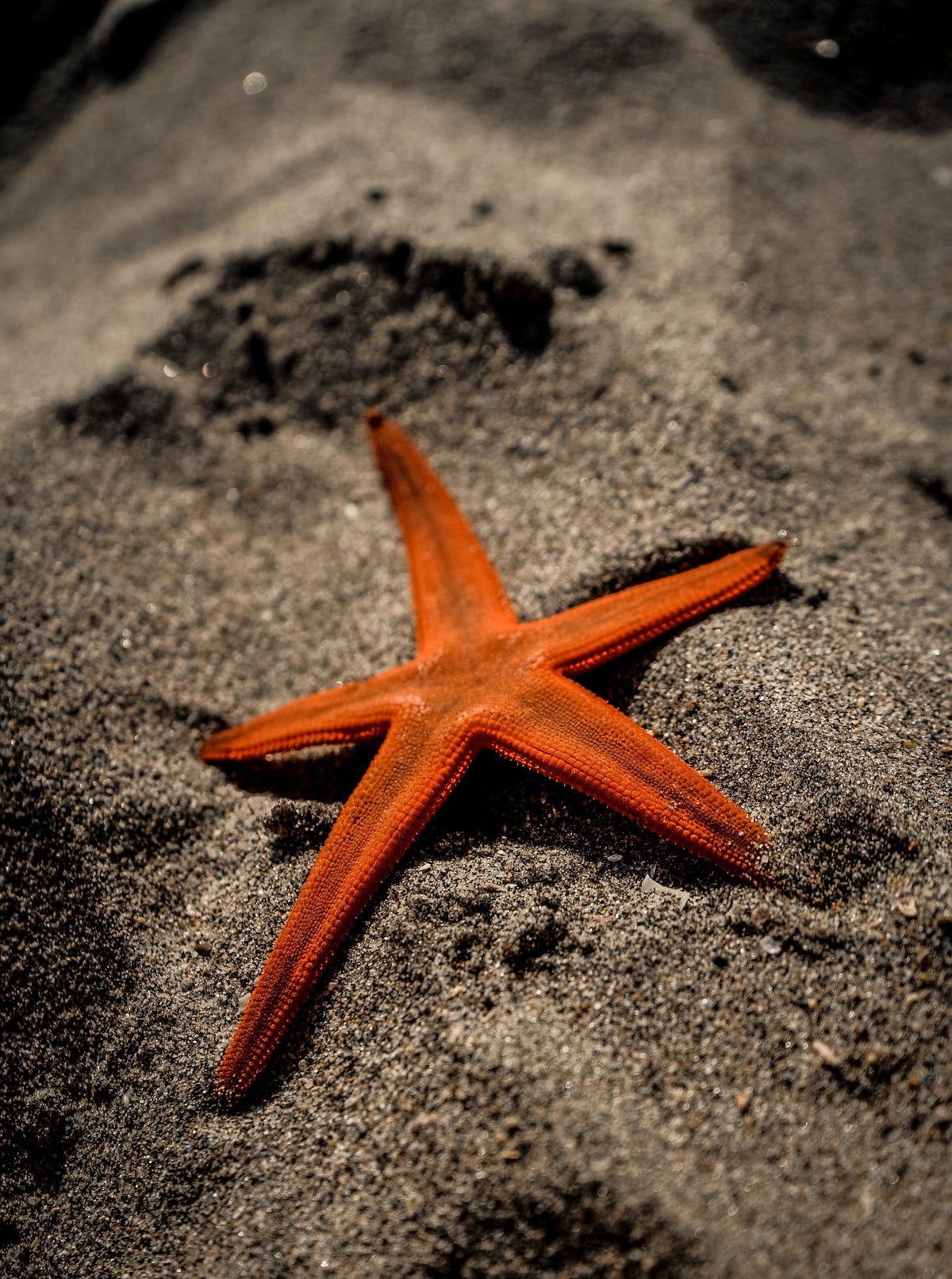 Adaptive vs Reactive Strategies: What We Can Learn from The Starfish ...