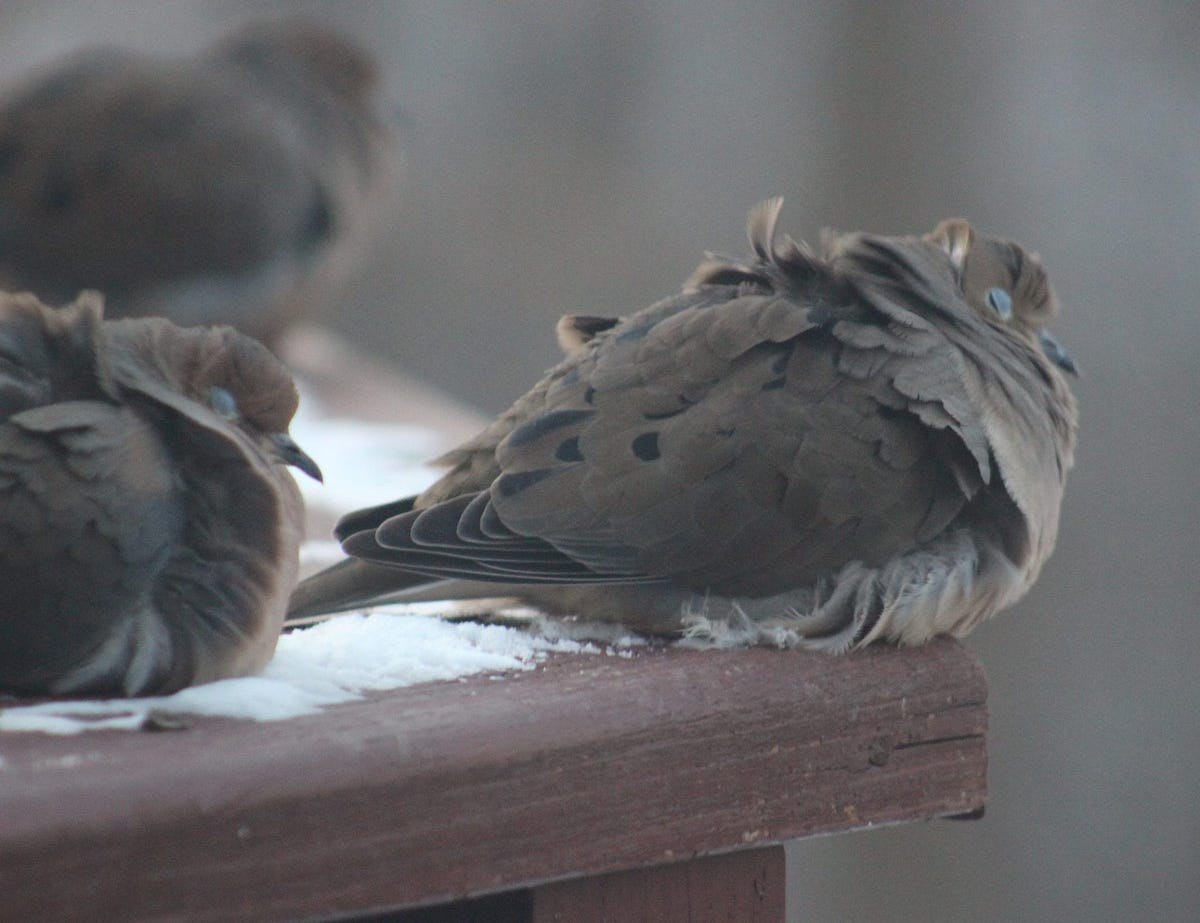 Delightful Doves: These Adorable Borb Videos Will Give you the Feels ...