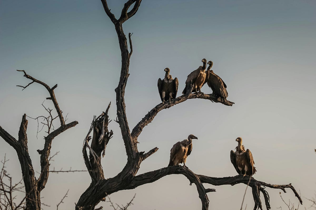 Why Vulture Extinction Is a Red Alert for Planetary Collapse | by Paul ...