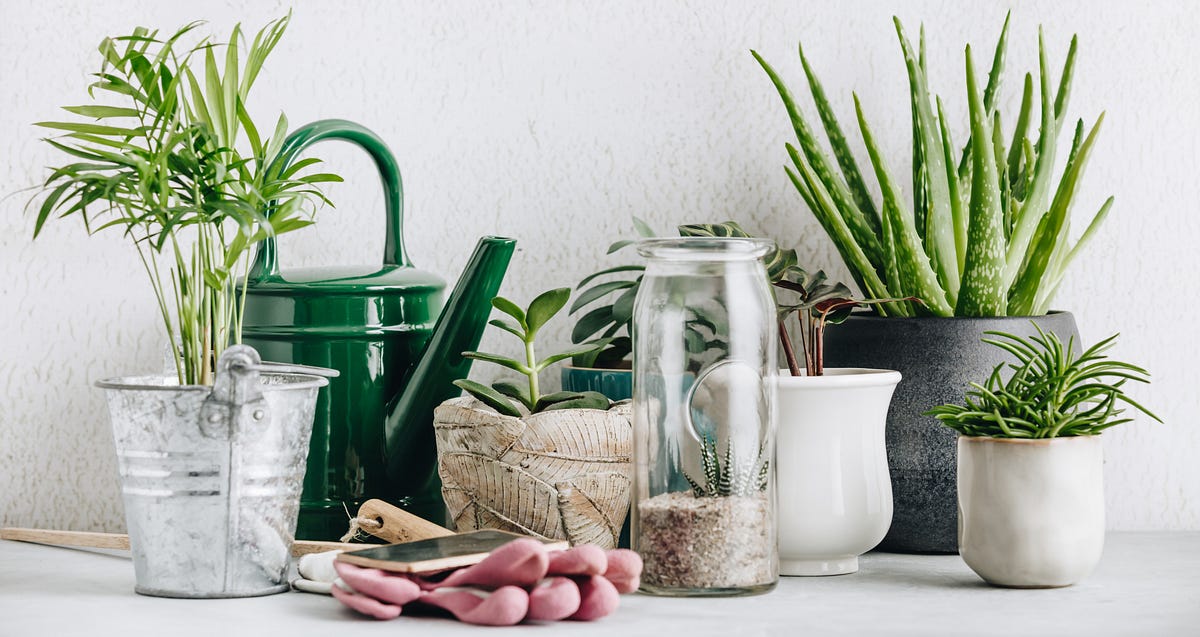 A Guide To 15 Different Types Of Houseplants And Tips To Choose The ...