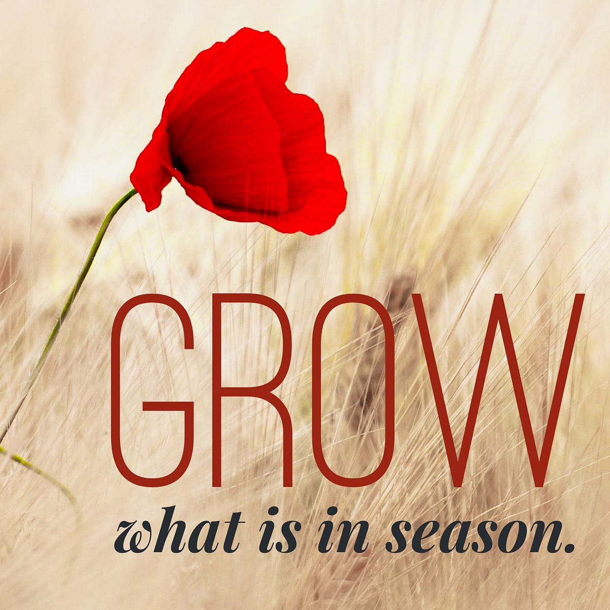 Grow what is in season, it seems like such a simple statement. | by ...