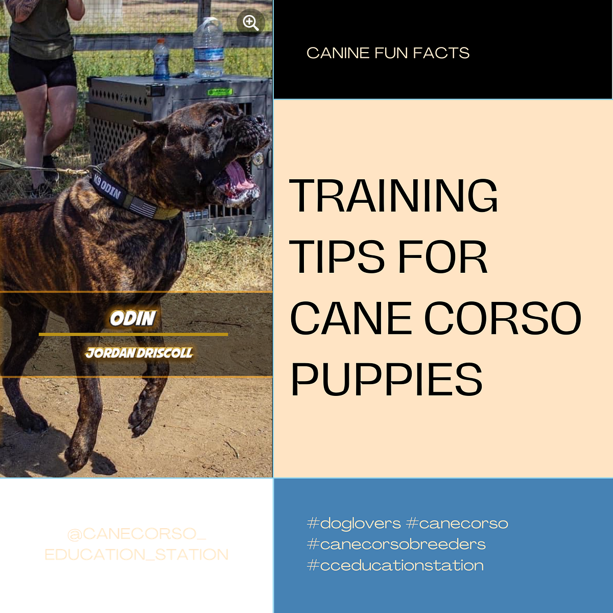 From Adorable Ankle Biter to Pawsome Pupil: Mastering the Art of Cane ...