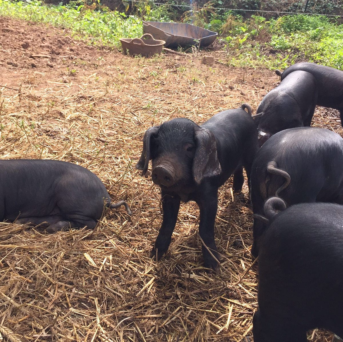 The Forever Machine: The Curious Farm | by The Wardrobe Ensemble | Medium