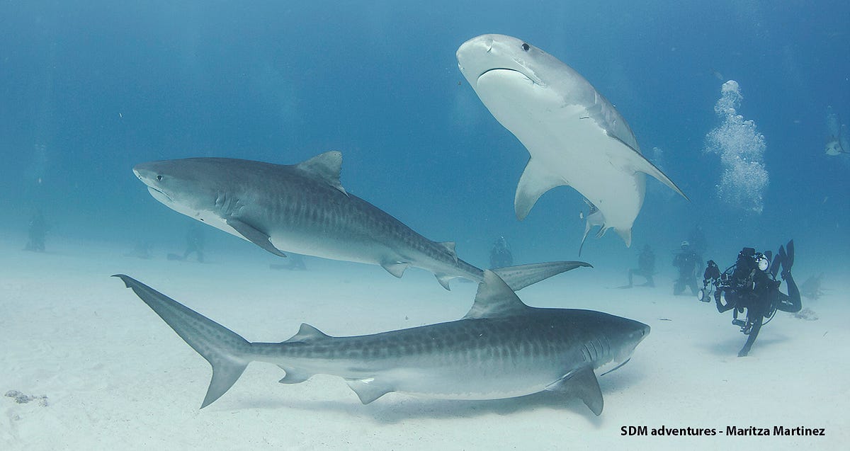 New Adventures and New Behaviors. Damn I love those sharks | by Eli ...