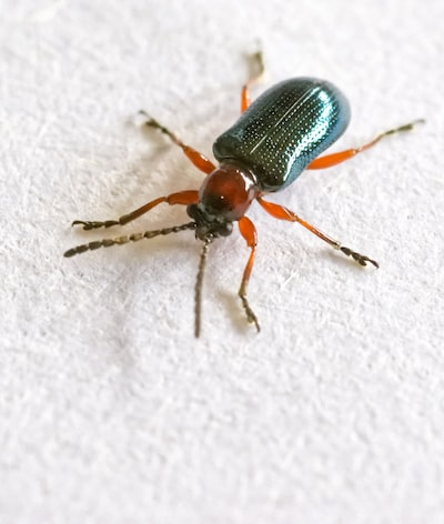 The perfect bug — Tip #9 Talking with developers about bugs you opened ...