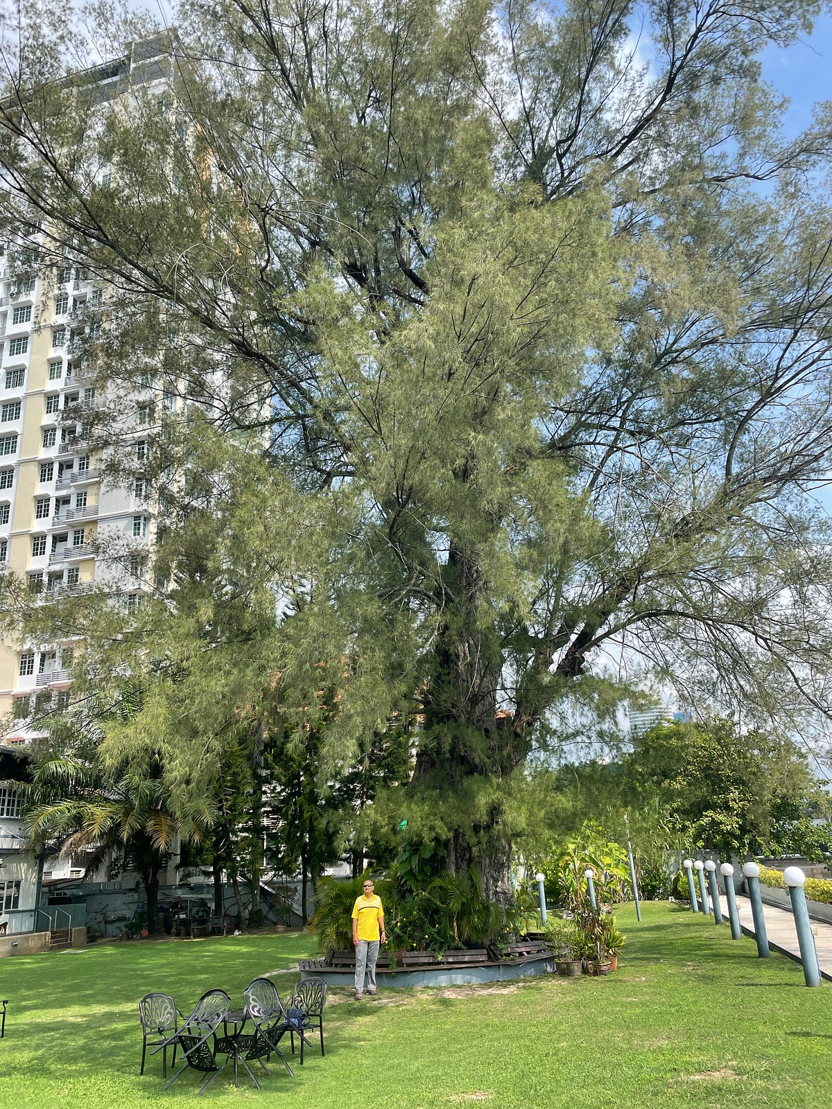 A Tree Rooted in Culture. I love casuarina trees with their… | by ...