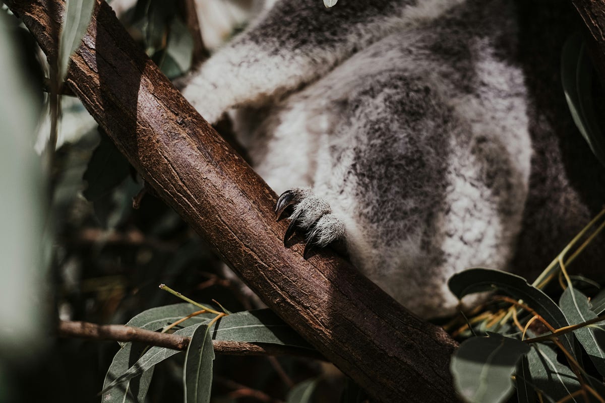 Introducing WILDCOIN. How often do you consider the… | by Wildcoin ...