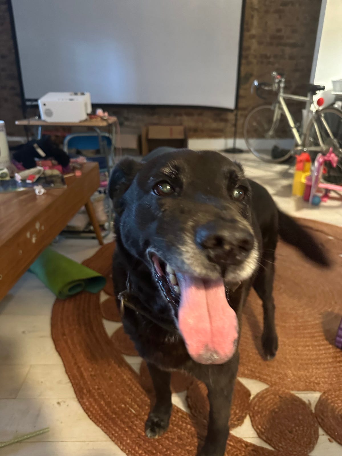 Are Bears and Dogs Related?. They share a common ancestor, this… | by ...