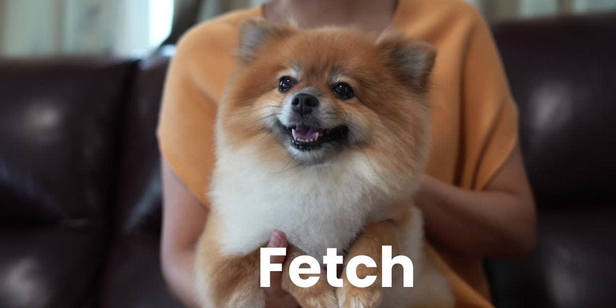 How to Cancel Fetch Pet Insurance Quickly and Easily | by Kamala Dulal ...