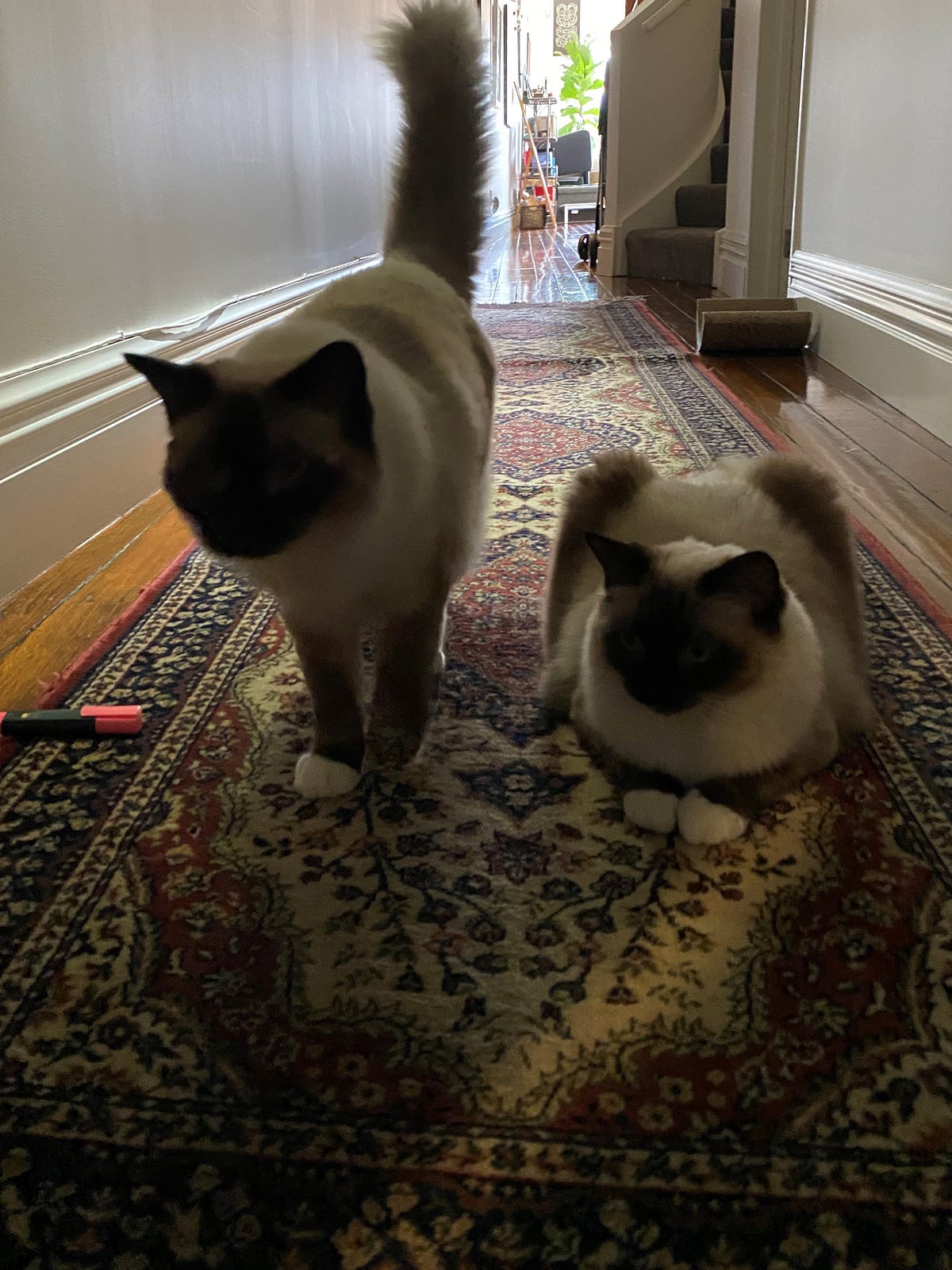Crazy Cat Lady Misses Her Kittens | by Bridget Stella Ruxton Wilson ...