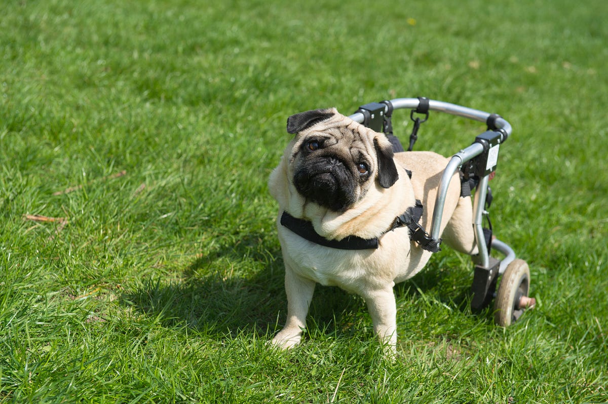 Is your company full of three-legged dogs? | by Kirk Dando | Medium