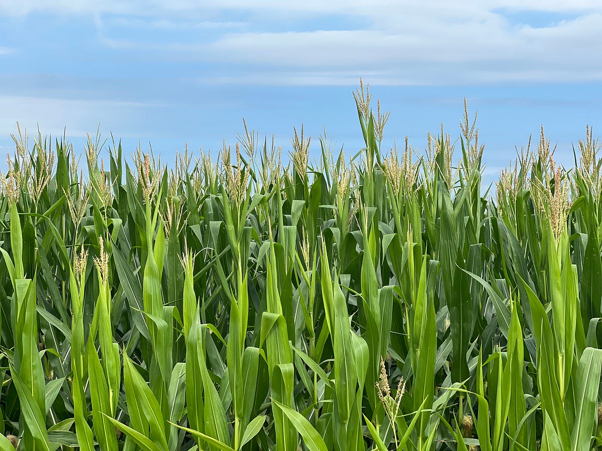 Does Poverty Build Your Character? | by Michelle Teheux | Minds Without ...