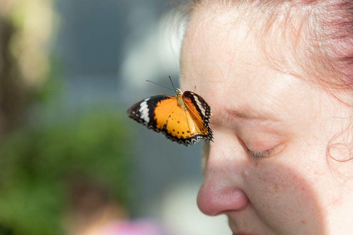 The Butterfly That Made Me Cry. A kind moment with a stranger | by ...