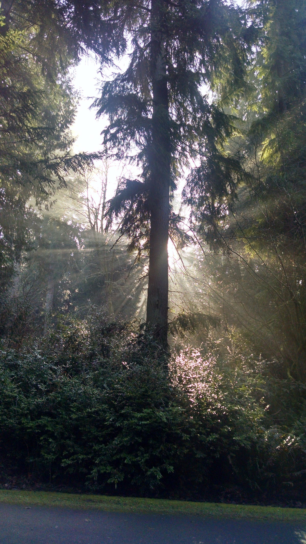Sunbeams Stream. The way the sunbeams stream and lighten… | by Michael ...