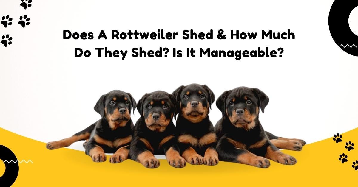 Does A Rottweiler Shed & How Much Do They Shed? Is It Manageable? - Vom ...