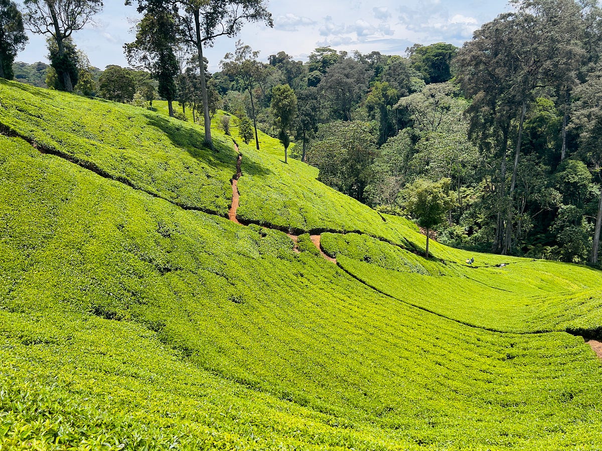 Tea Farms, Forest Trails, and Waterfalls: A Charity Trek Through Kieni ...