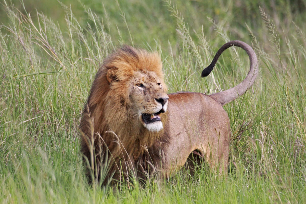 Where the Wild Things Are. How to have fantastic encounters with… | by ...