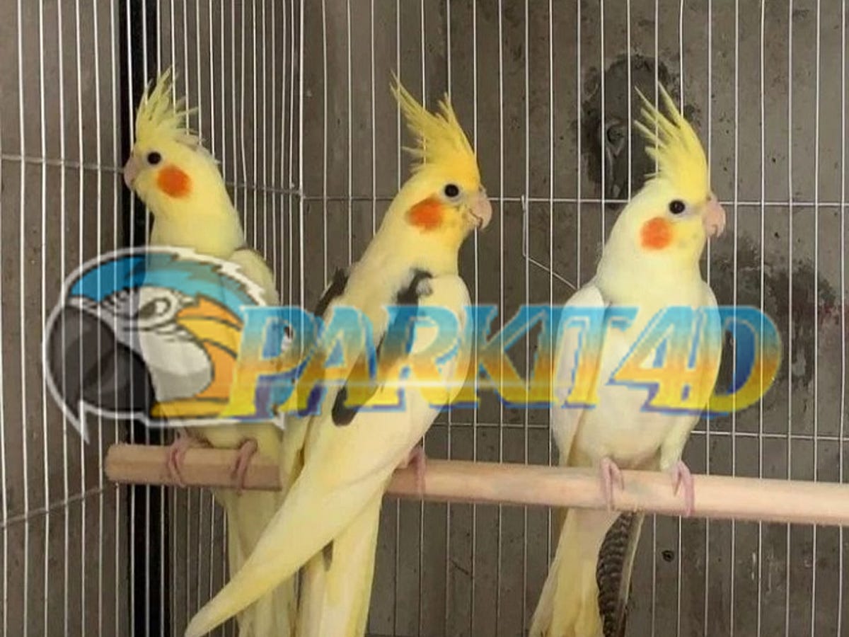 KISAH SEORANG PETERNAK BURUNG PARKIT AUSTRALIA | by Kejuslot | Dec, 2023 | Medium