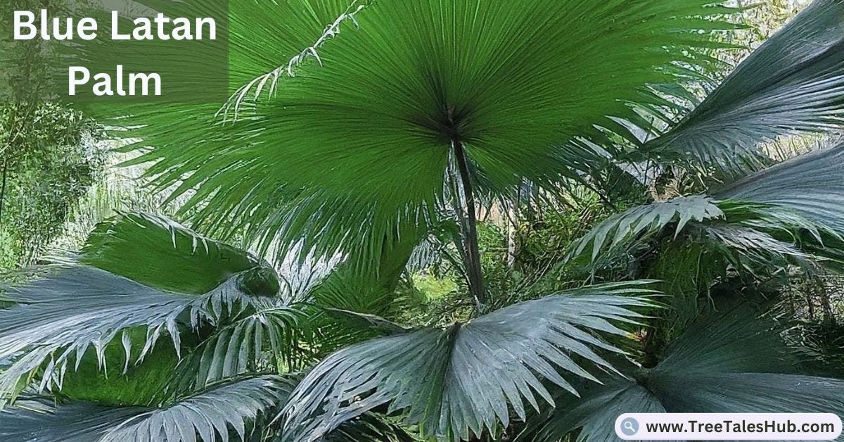 The Secrets of the Blue Latan Palm | Medium