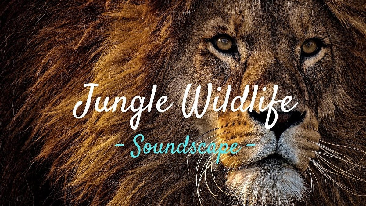 Jungle Wildlife Sounds at Night: Wild Animals, Ambient Music ...