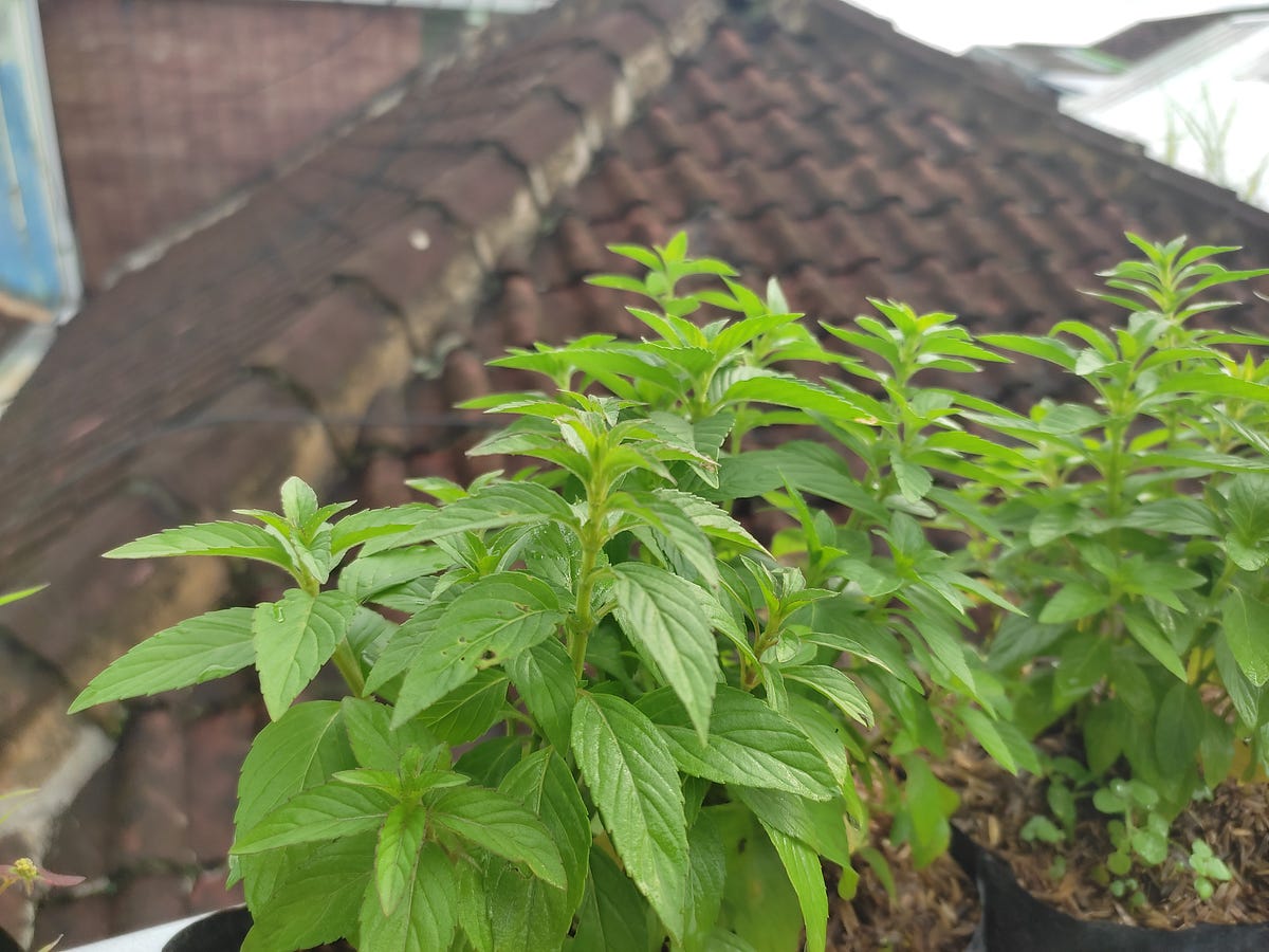 FRESH, WA 0813–5812–3335, Jual Tanaman Peppermin Segar | by jual ...