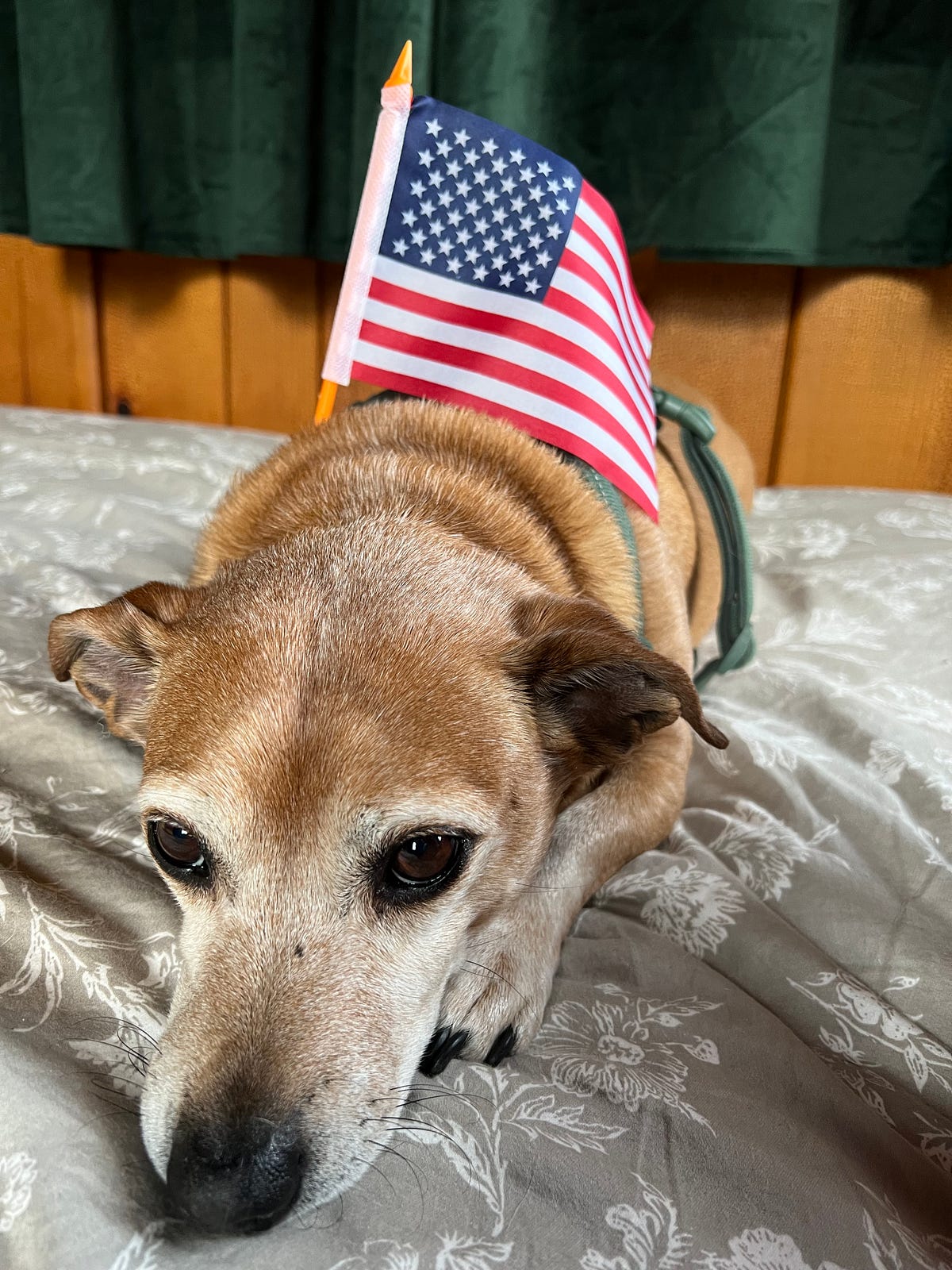 How To Be Sure Your Dogs Hate Trump Enough | Minds Without Borders