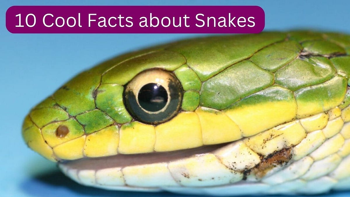 Cool Facts about Snakes — Coolest Fact | by Coolest Fact | Medium