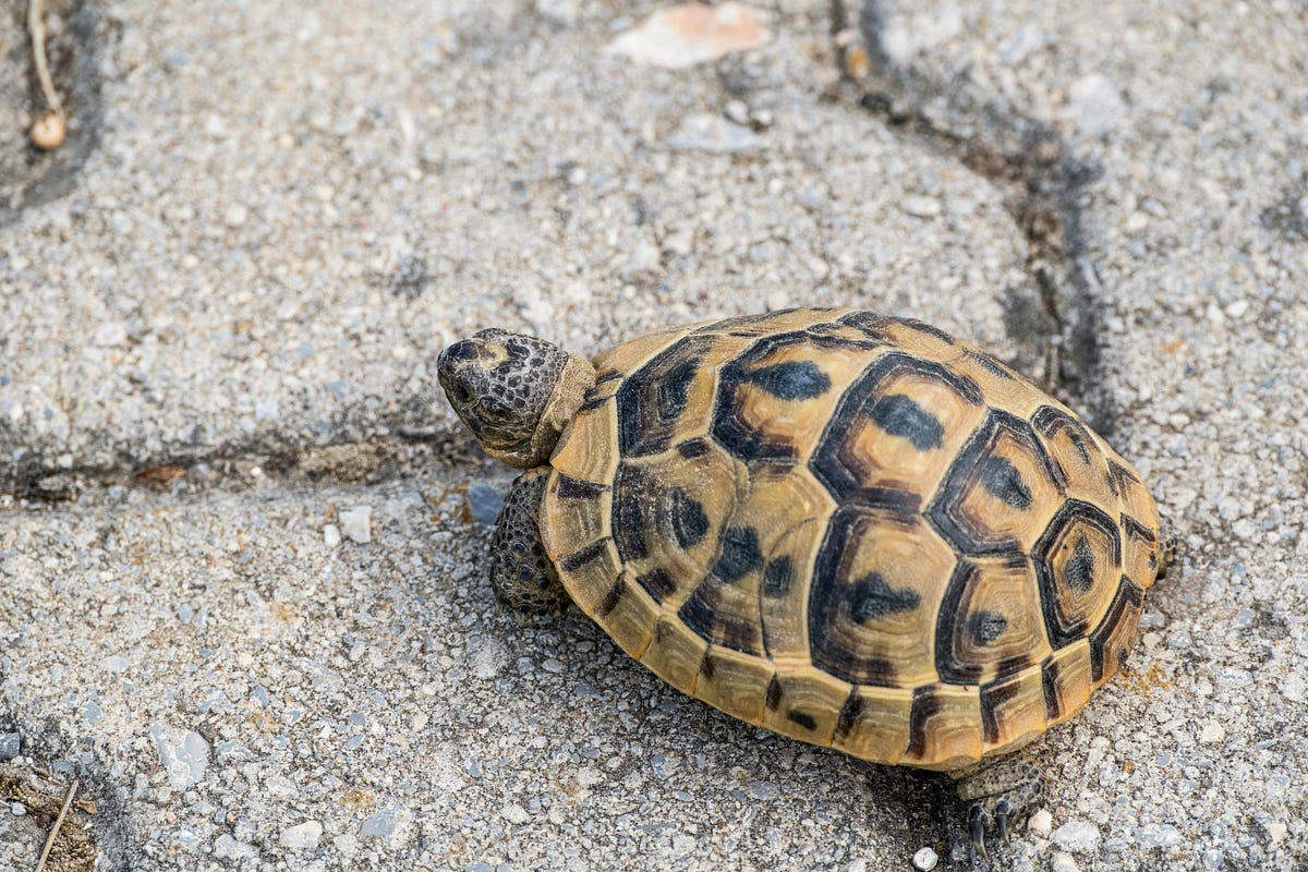 Having Index Can Slow Down Data Insertion Demo With Sqlite By Paul Chuang Medium