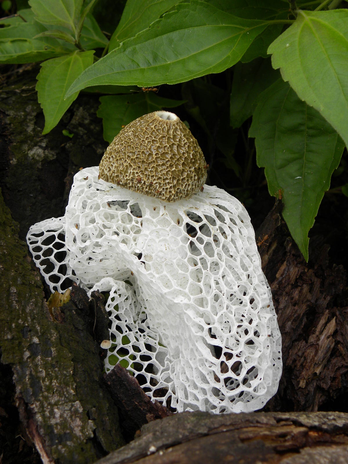 Top 5 weirdest mushrooms (from the Stinkhorn Family) | by The Dancing ...