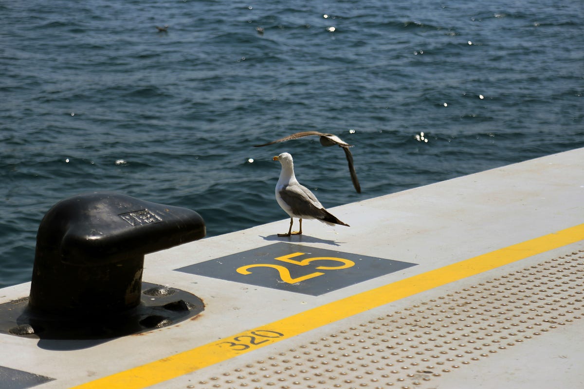 Freedom - Nina - Medium