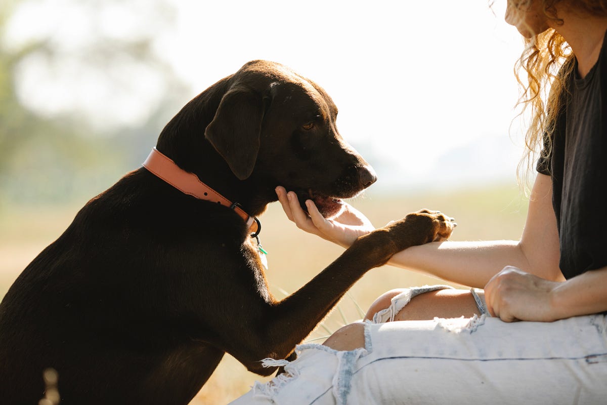 5 Must-Haves for Dog Owners. Are you a first time fur parent? | by ...