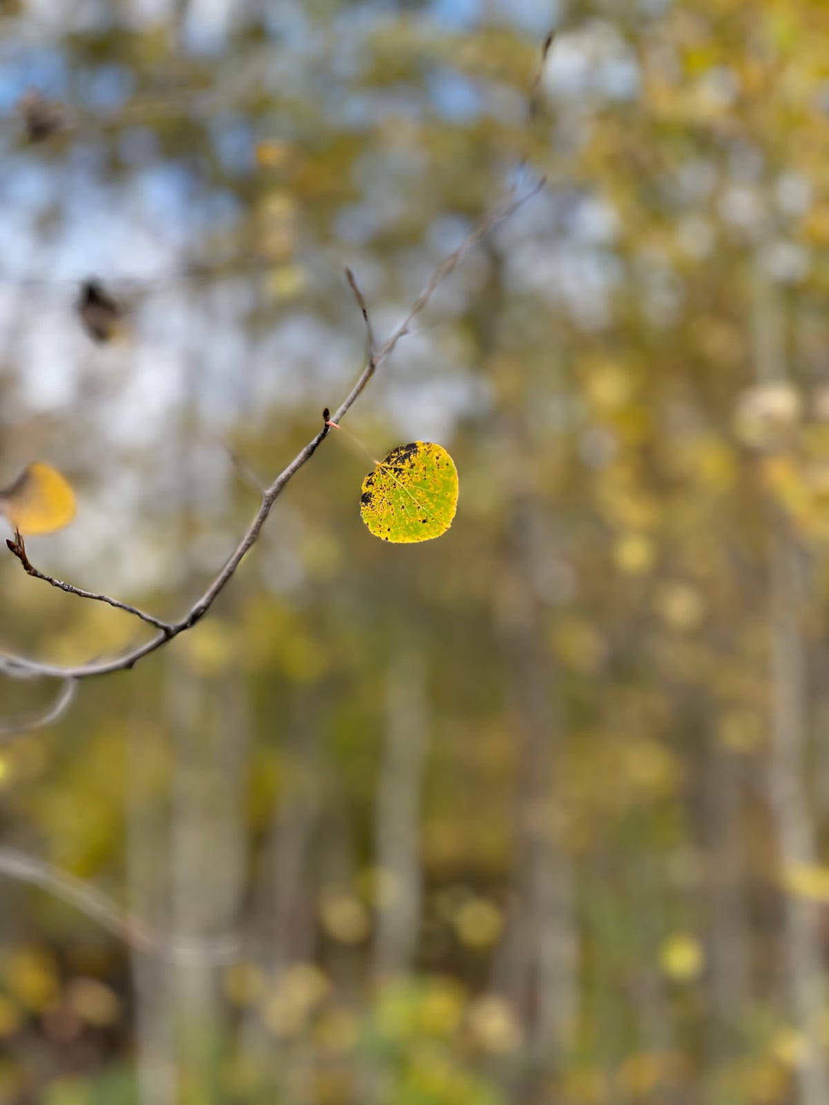 Out on a Limb. In the middle of us all exists a secret… | by Eira Braun ...