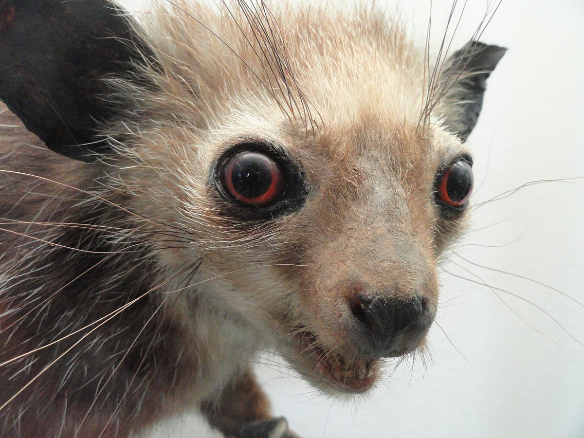 Aye-aye: meet the world’s ugliest animal? | by Dark Energy Articles ...