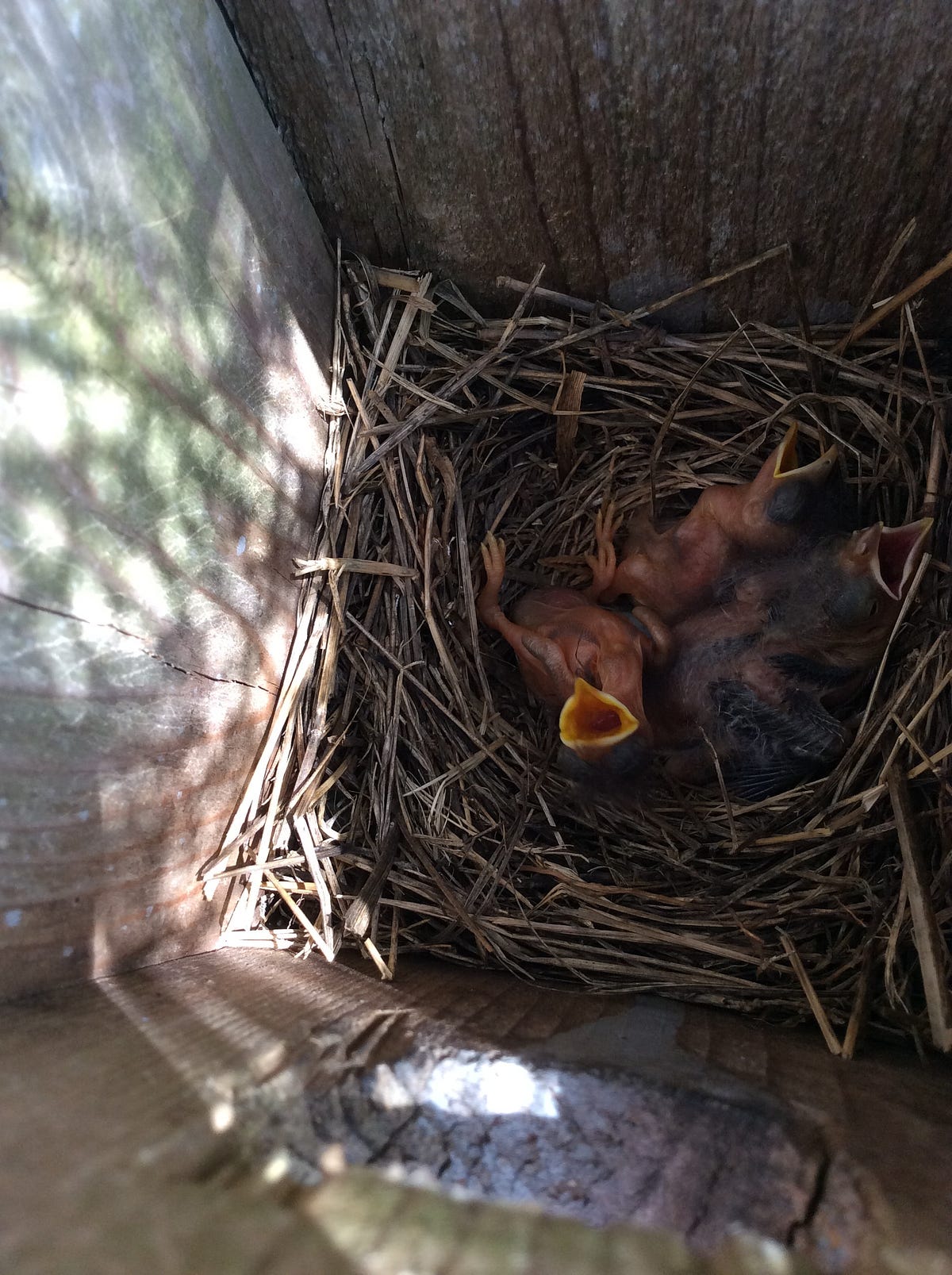 Where Would You Find a Cuckoo In Cybersecurity? | by Prof Bill Buchanan ...