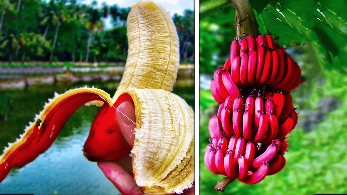 20 DEADLIEST Fruits In The WORLD! - The Greatest Discovery - Medium