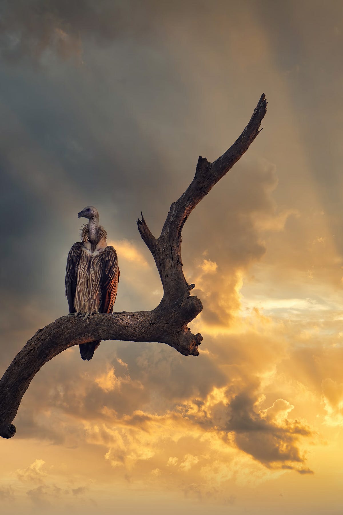 Going Extinct. A Poem of Despair | by Bill Marsh | Bouncin’ and Behavin ...