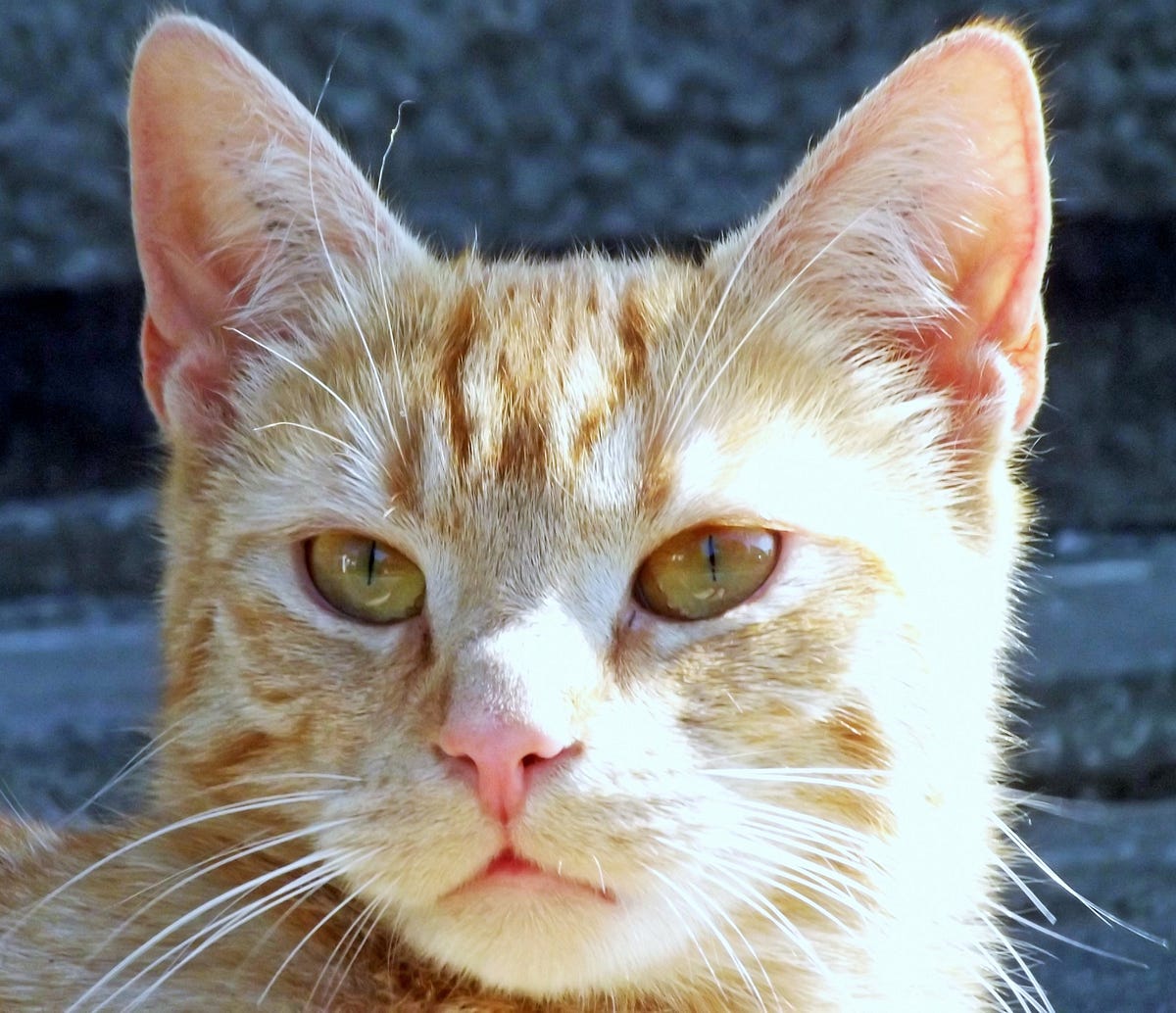 Plastic Free: Week 4. I’m switching to a week overview… | by Andrea ...