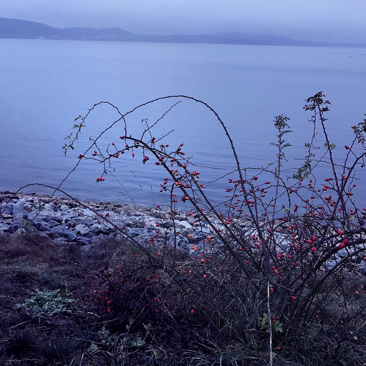 Autumn Twilight. autumn kisses blue the twilight sombre… | by ...