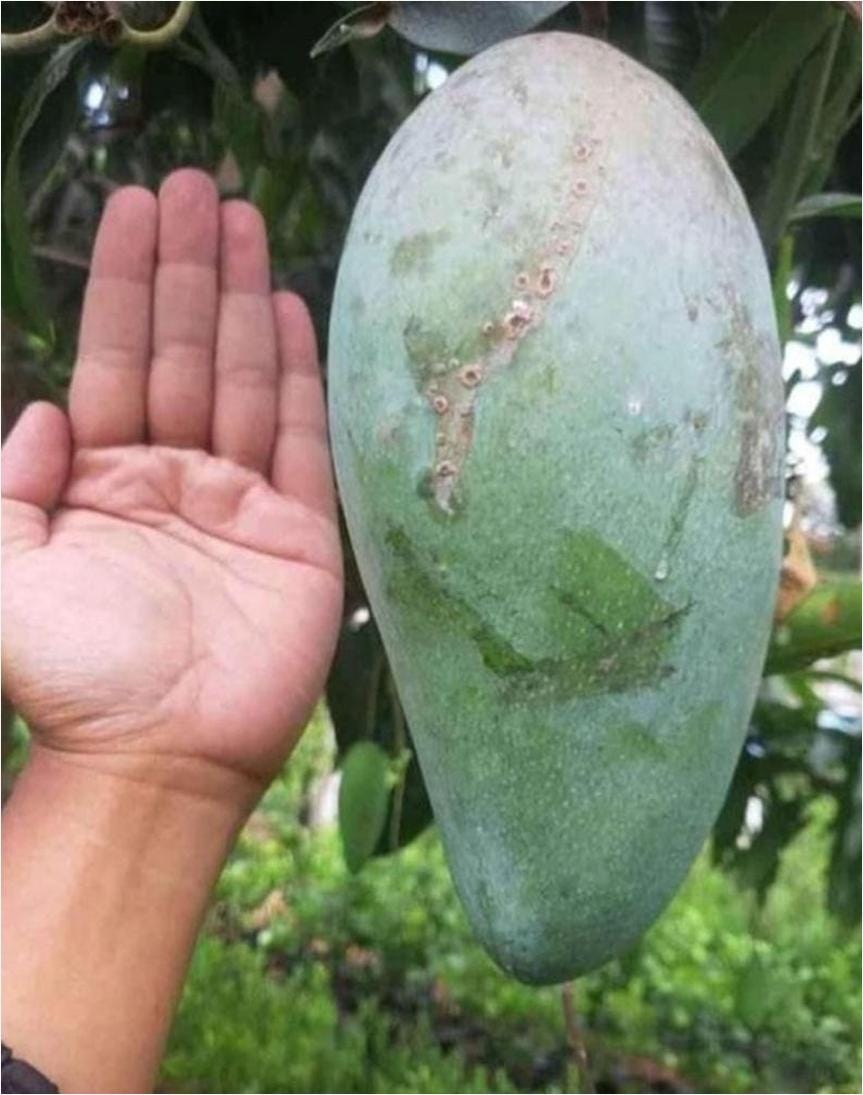 Bibit Mangga Mahatir Raja Kota Cimahi Terlengkap | by Jasmin Buah | Medium