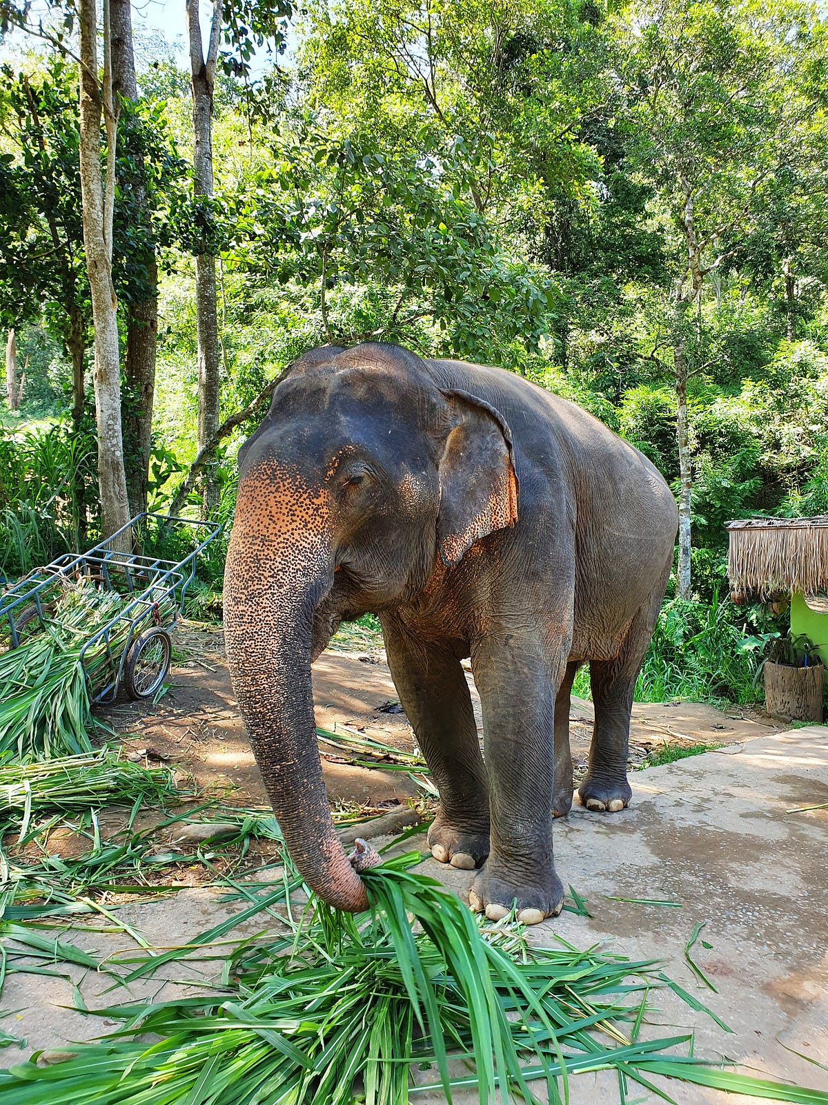 The Uniqueness of Asian Elephants: Tusks Are Only Possessed by Some ...