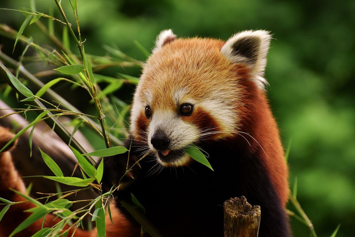 V Lookups In Pythons Pandas Package By David Allen Python In Plain 