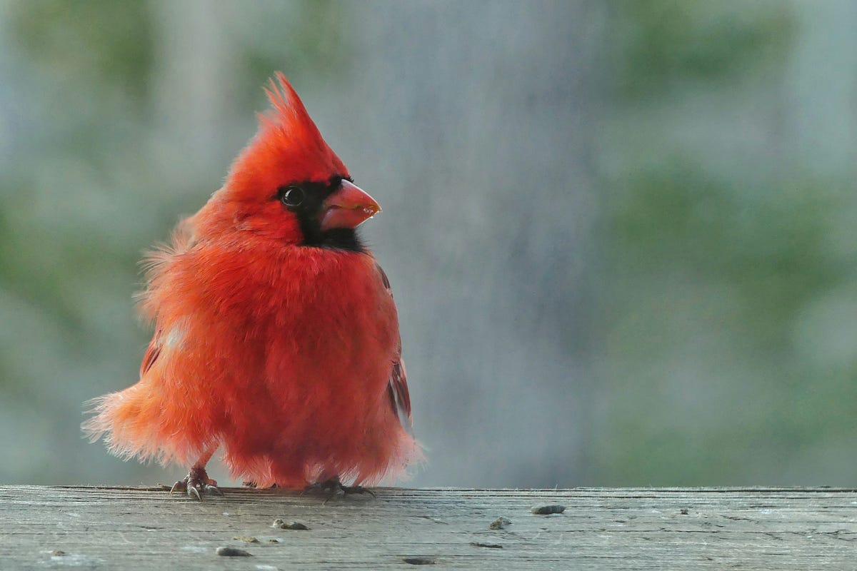 The Tail-Feather Coalition. The Vignette Gazette Edition #93 |… | by ...