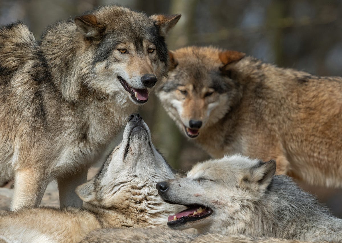 The Siege on Wolves: When Unchallenged Science Sanctions Cruelty | by ...