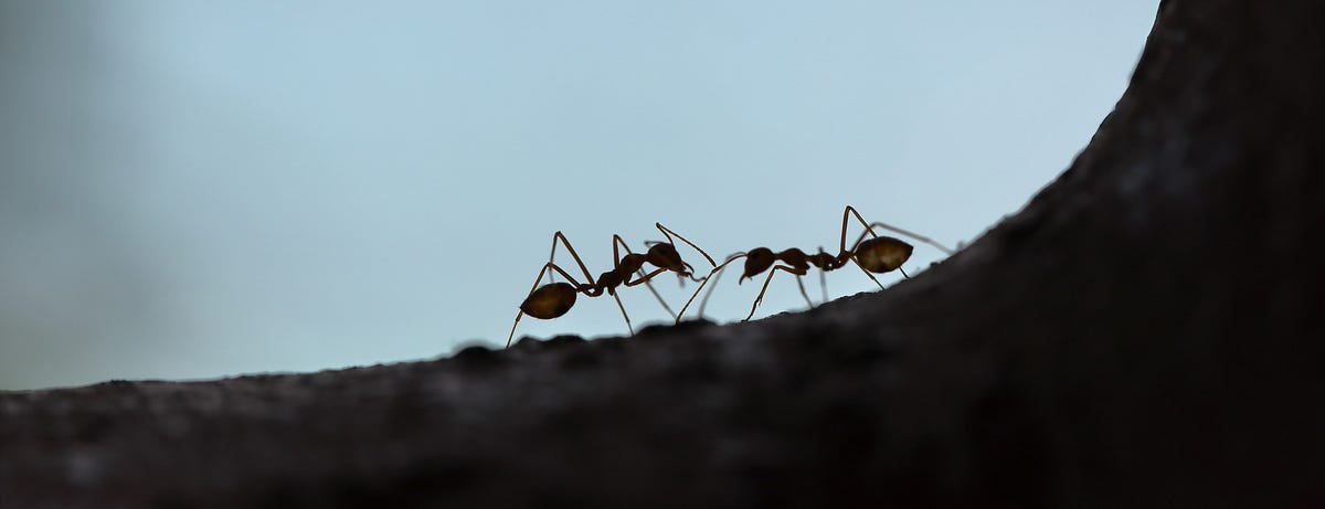 The Ants: A Tale. It is not enough to be busy. So are the… | by Ed ...
