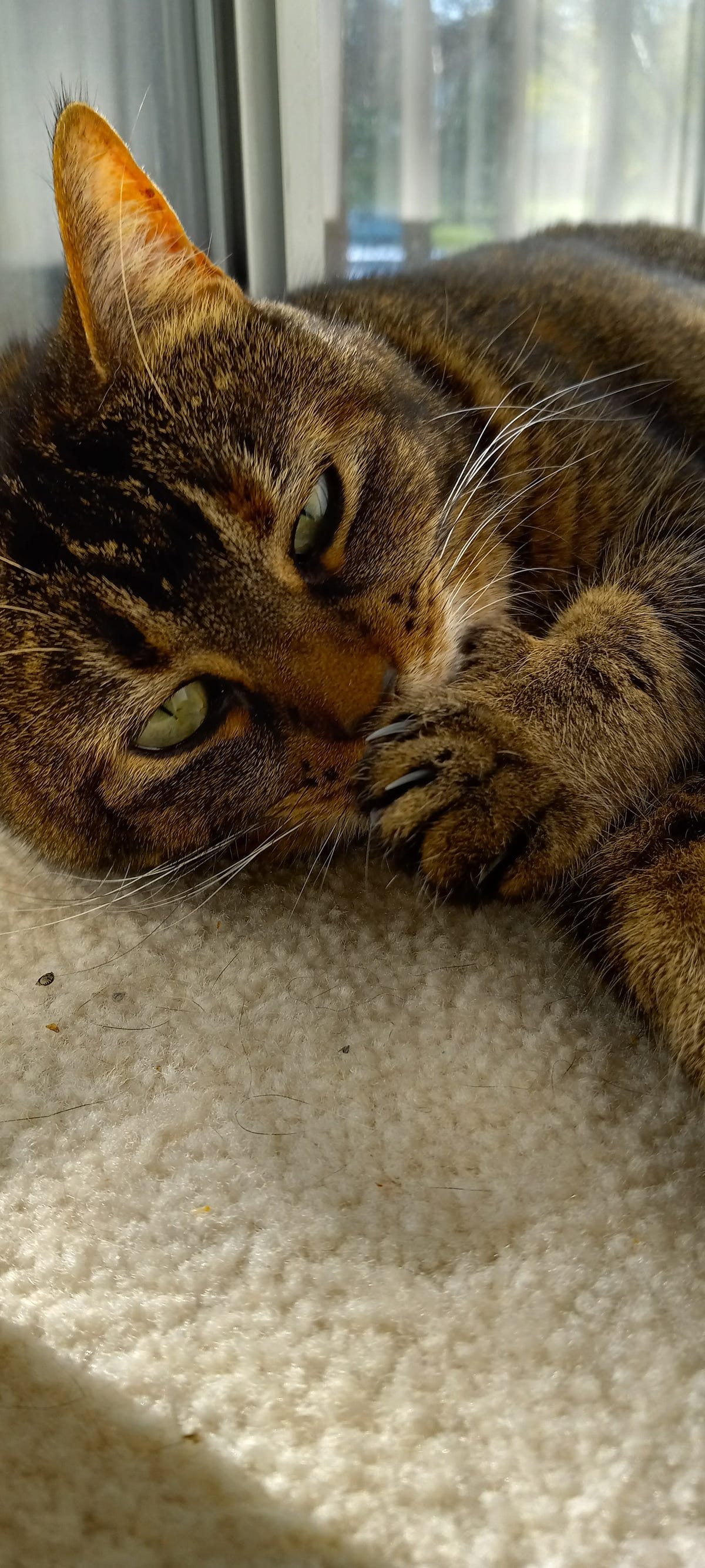Cat Lady Terms You Need To Know. The only cat dictionary you will ever ...